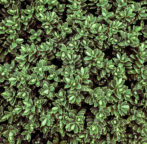 Balance Coffee: Buy Healthy Coffee Roasted In The UK